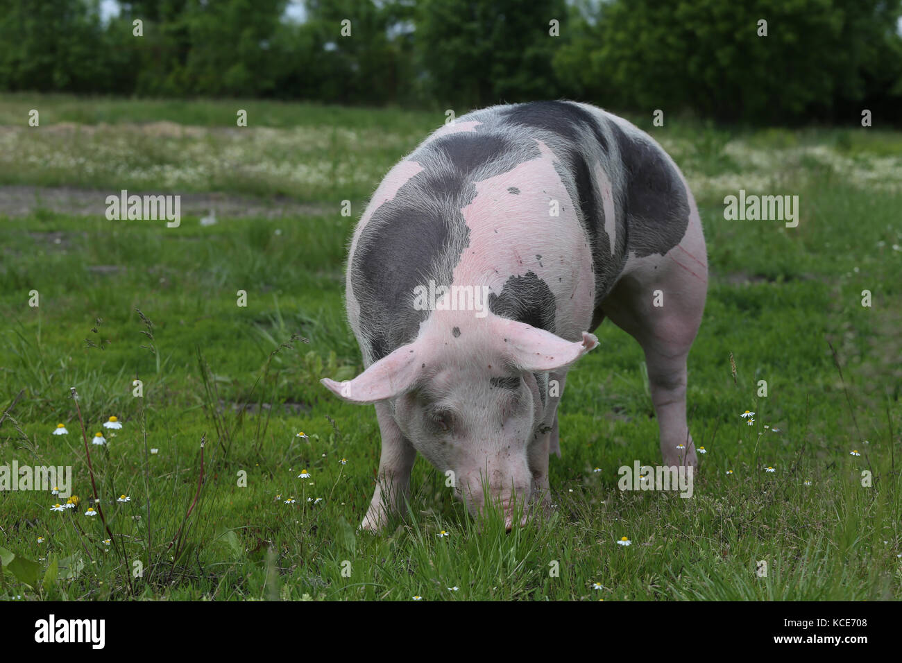 Domestic pietrain pig graze on summer meadow Stock Photo - Alamy