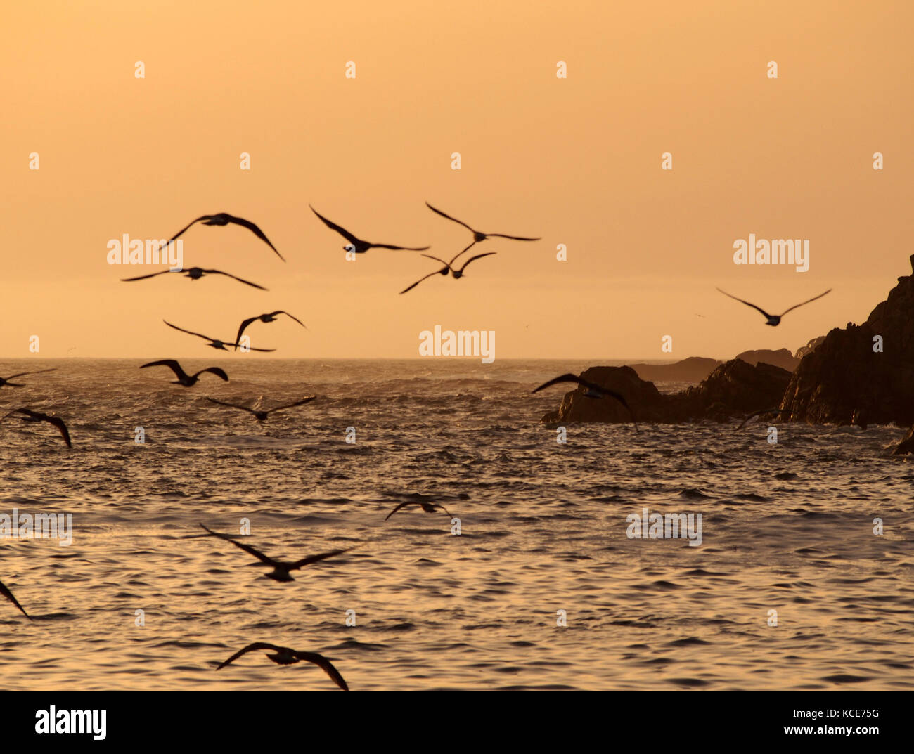 Seagulls flying in sunset Stock Photo - Alamy