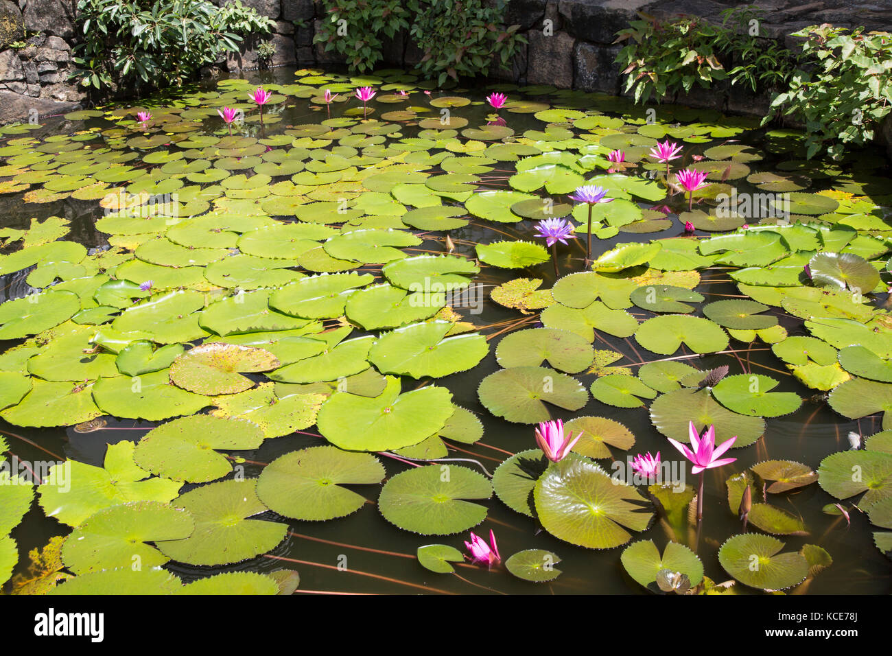 Nil Manel, blue water lily (Nymphaea stellata, or Nymphaea nouchali) at ...