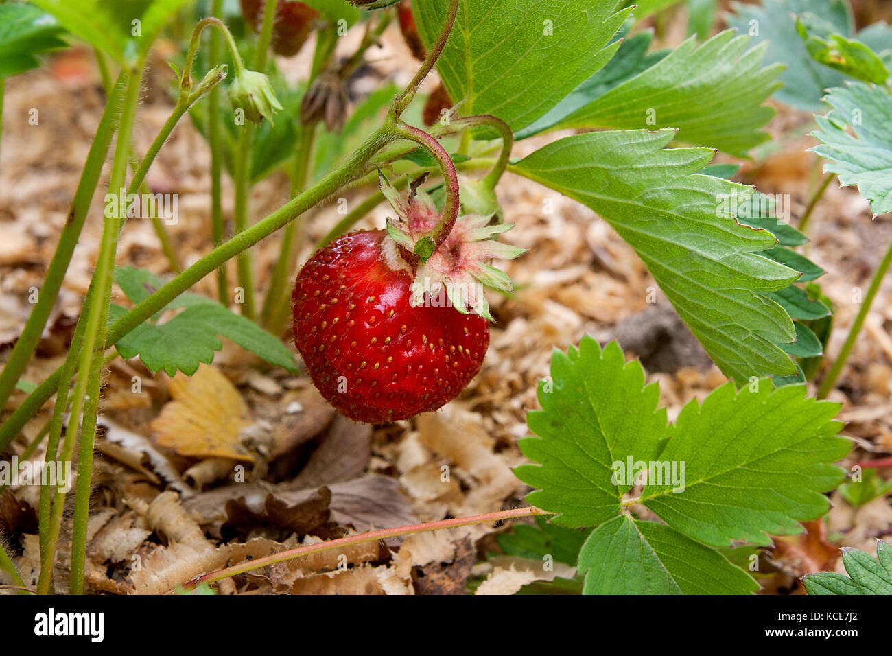 Ripe berries and foliage strawberry. Fresh strawberries that are grown ...
