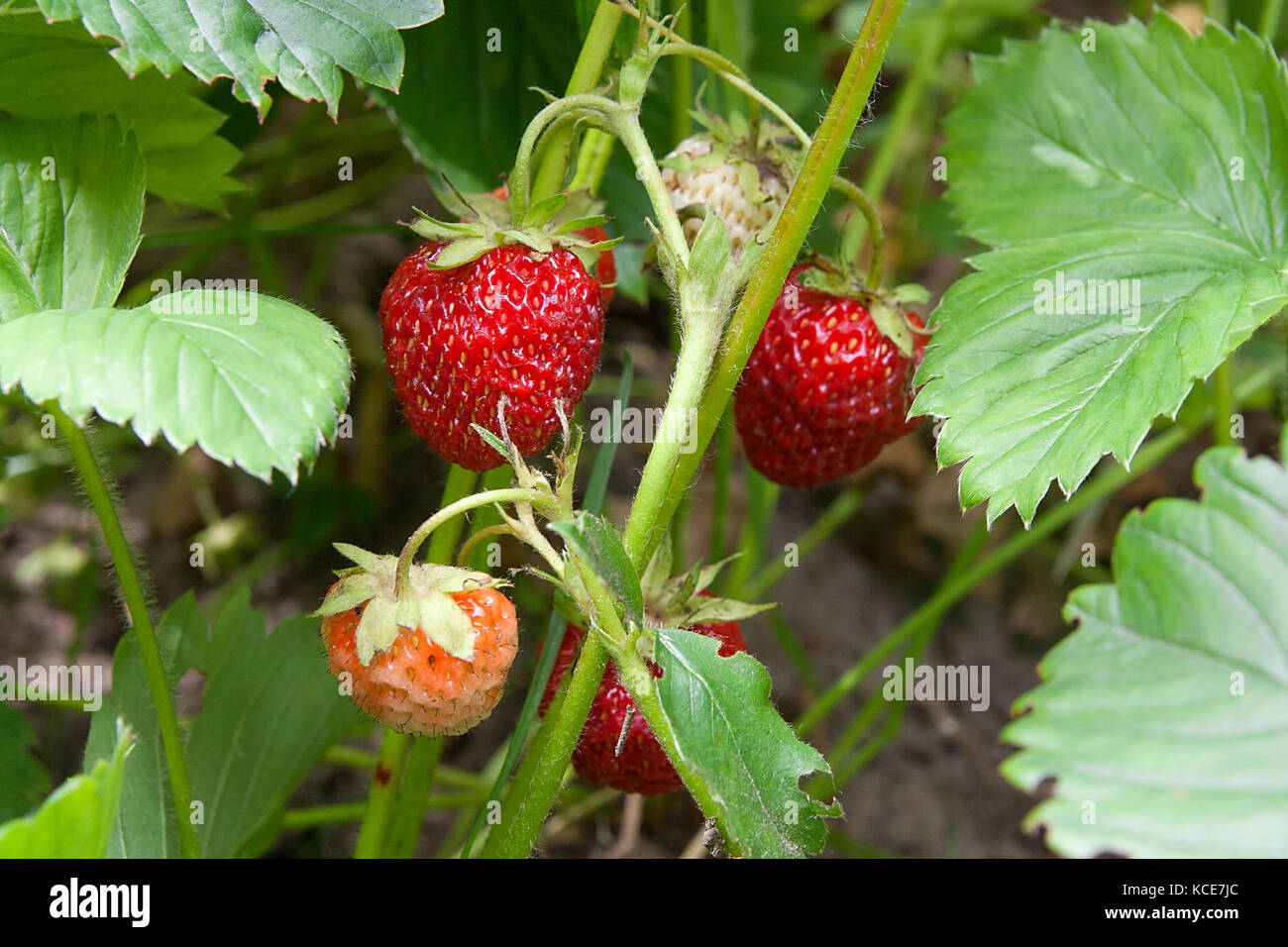 Ripe berries and foliage strawberry. Fresh strawberries that are grown ...