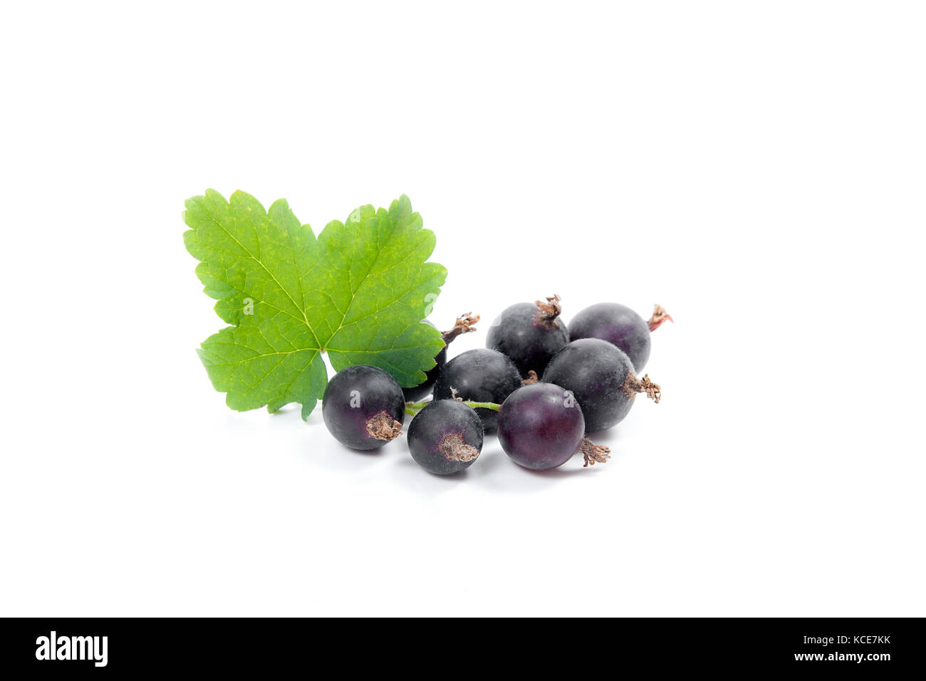 Close up view of black currant berry isolated on white background. A ...
