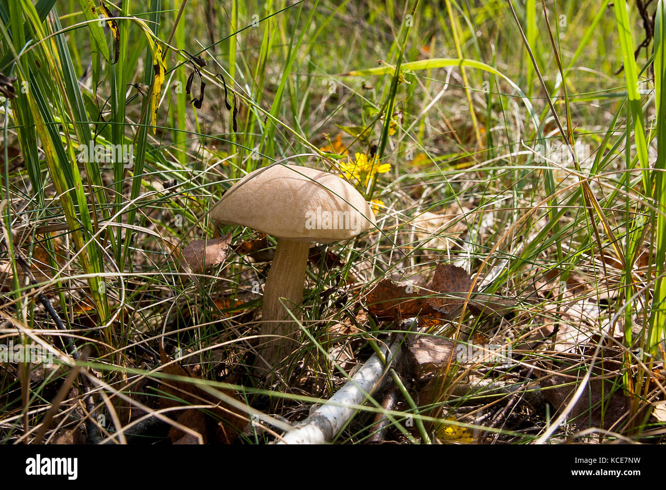 Close up view of edible forest mushroom brown cap boletus growing in ...