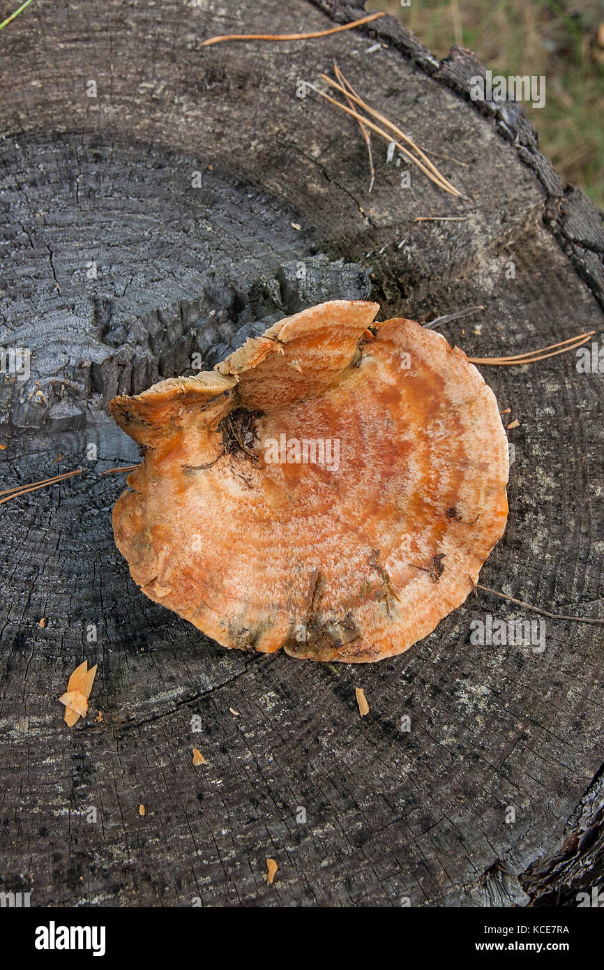 Harvested at autumn amazing edible mushroom Saffron Milk Cap known as ...