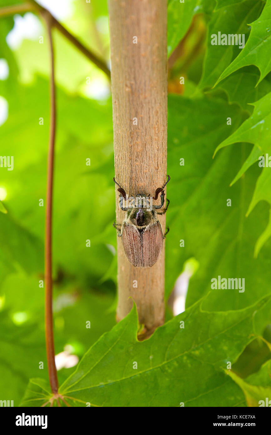 Close up view of the European beetle pest - common cockchafer ...