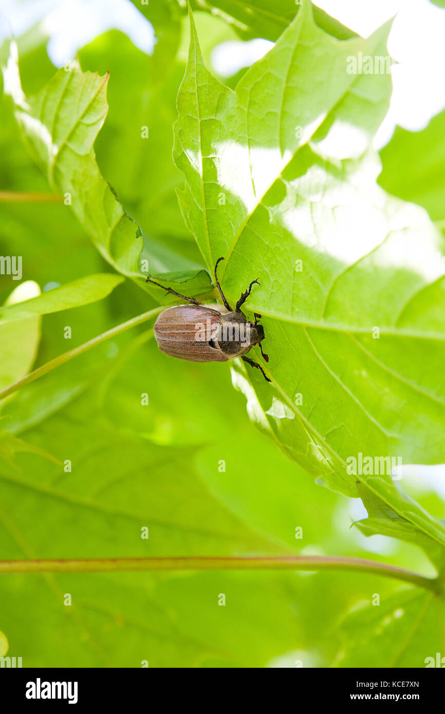 Close up view of the European beetle pest - common cockchafer ...