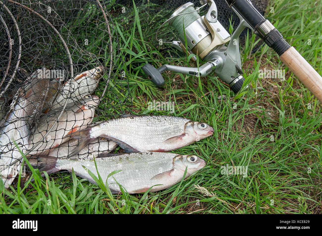 Just taken from the water freshwater two white-eye bream species of the ...