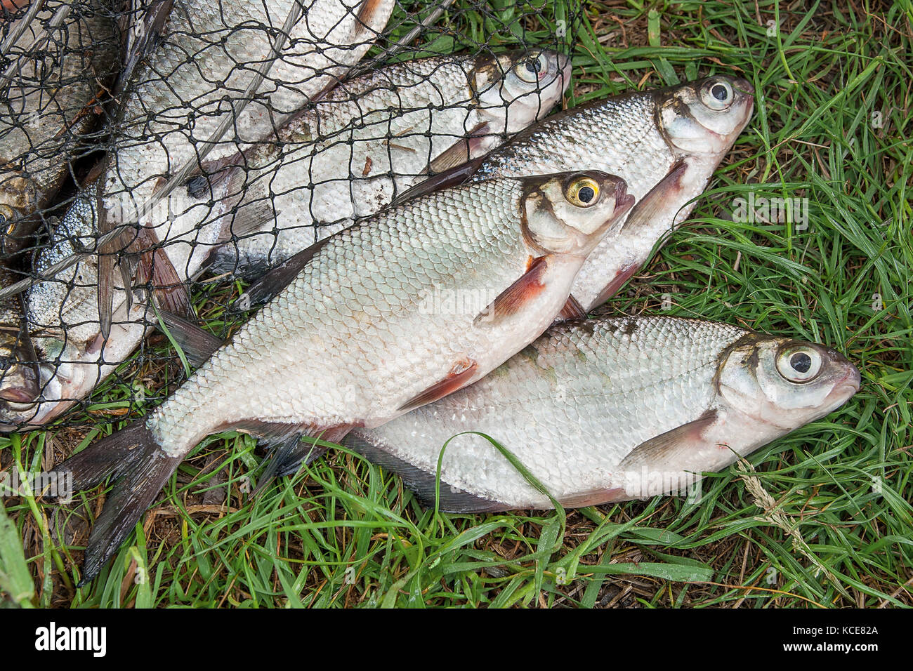 Just taken from the water freshwater white bream or silver fish known ...