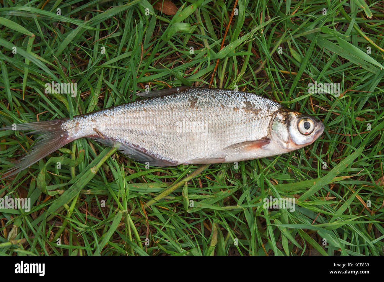 Close up view of just taken from the water freshwater zope or the blue ...