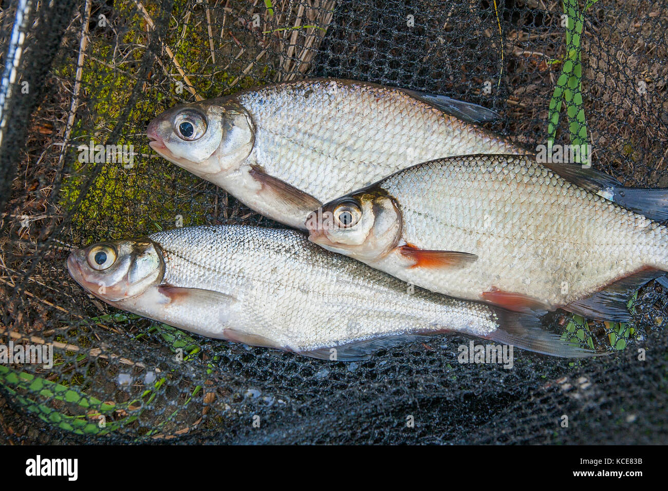 Just taken from the water freshwater fish white bream or silver fish ...