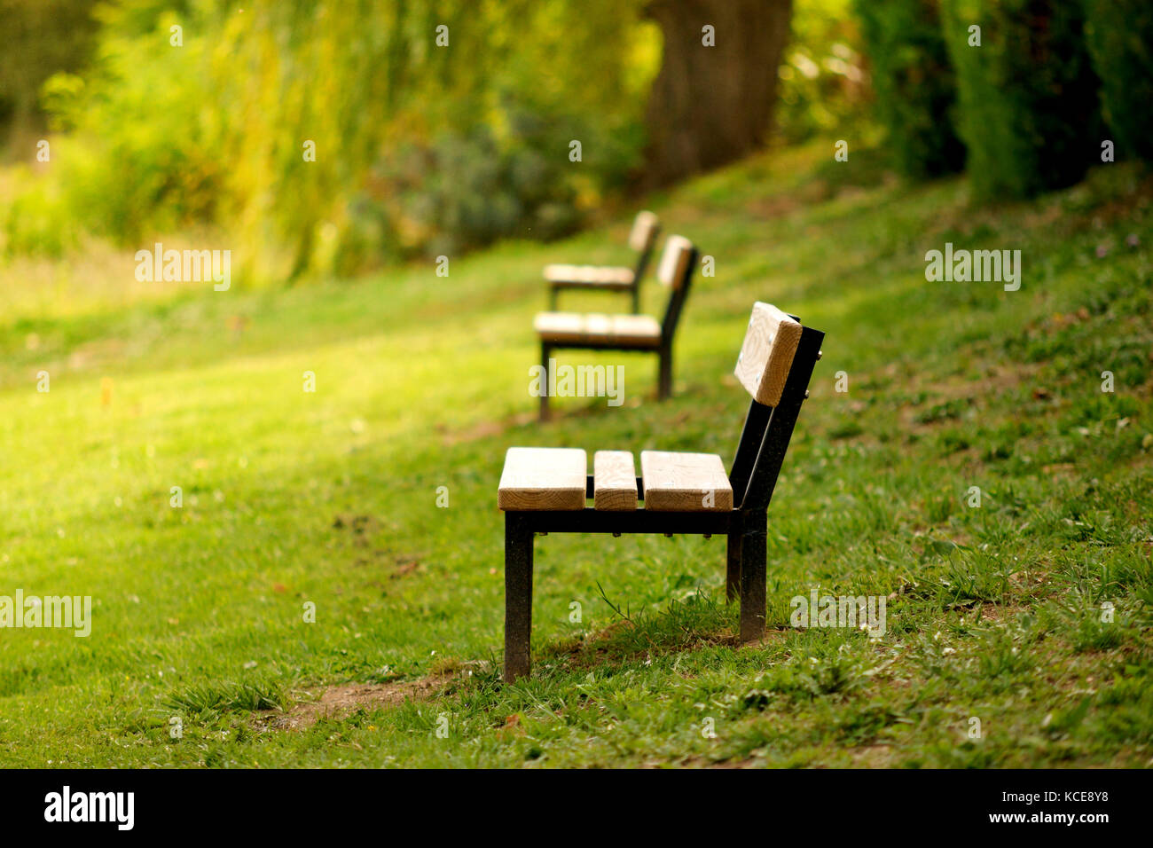 Picture of a three park benches on the morning Stock Photo - Alamy