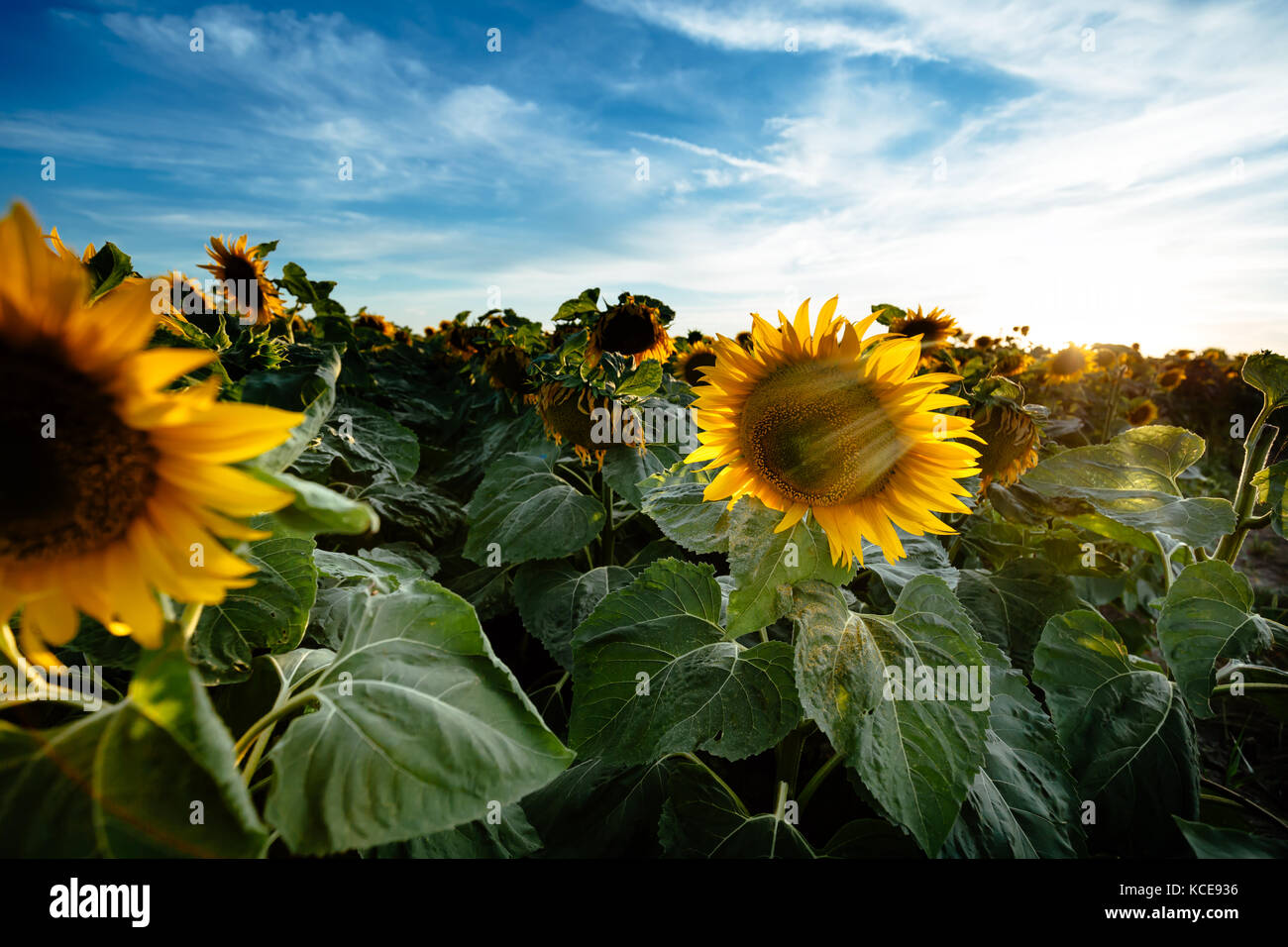 Agriculutural plant , sunflower Stock Photo - Alamy