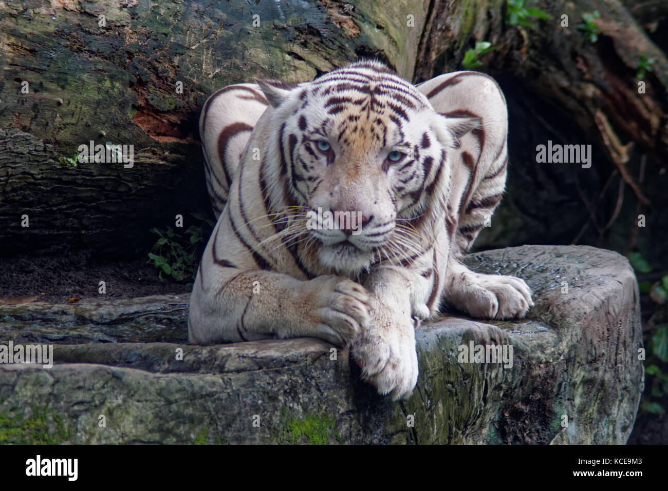 White Tiger Stare Stock Photo - Alamy