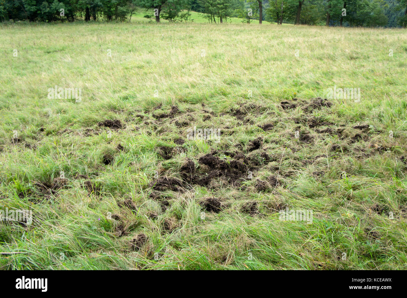 garden, lawn damaged by Eurasian Wild Boar, ploughing up grassland, Sus ...