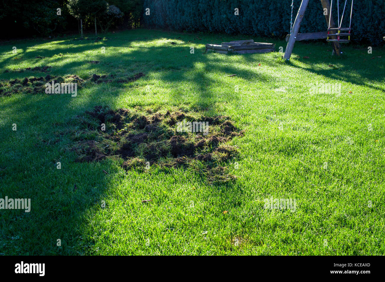 garden, lawn damaged by Eurasian Wild Boar, ploughing up grassland, Sus ...