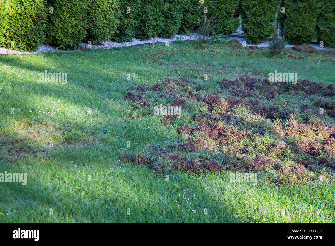 Pig Damage High Resolution Stock Photography and Images - Alamy