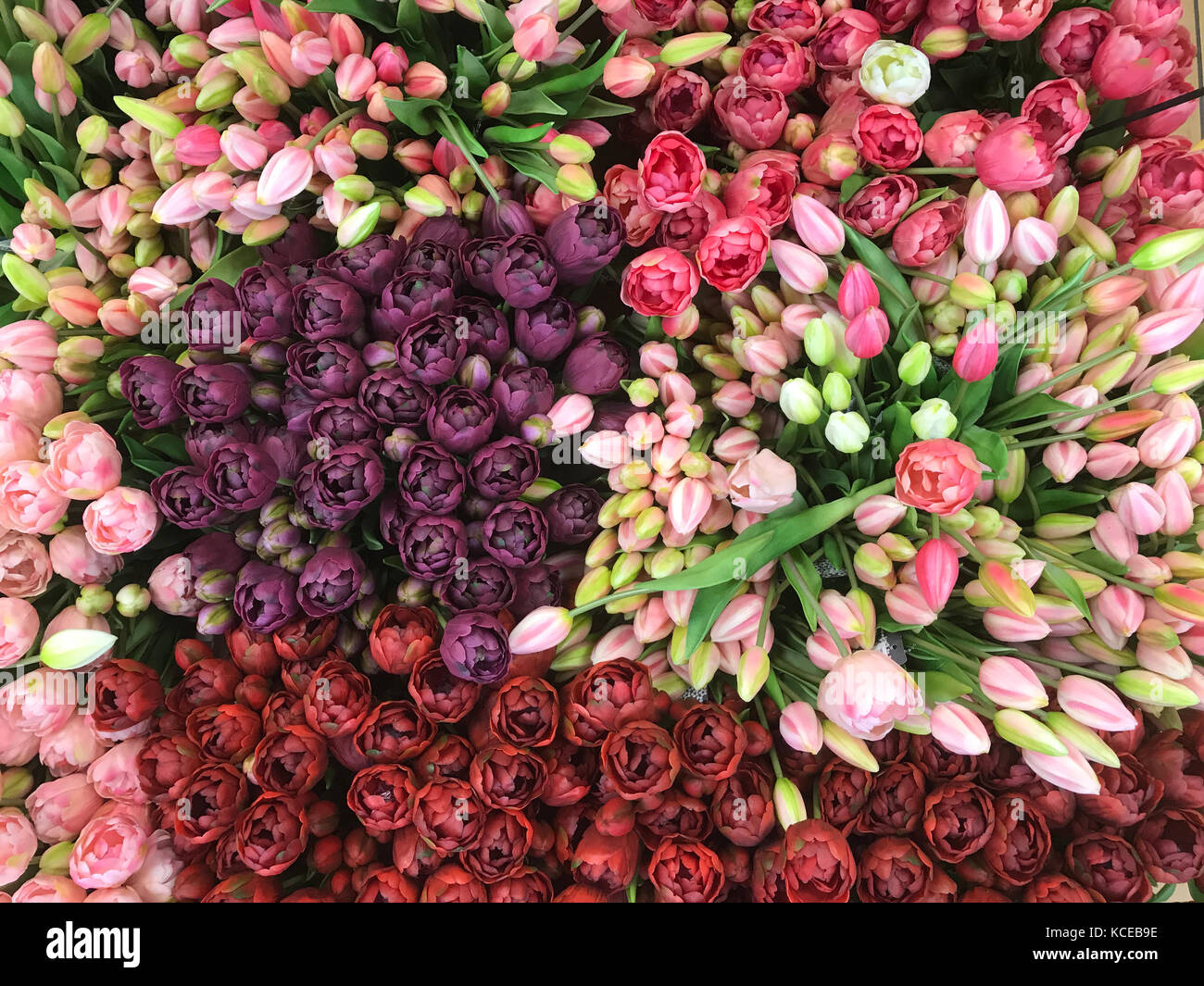 Flower Fair, Amsterdam, Netherlands, August 25, 2017 Stock Photo - Alamy