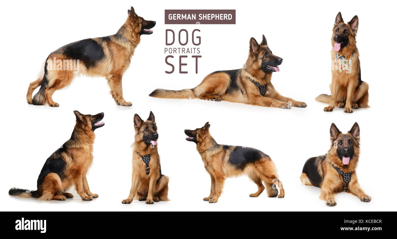 Set of Portraits of Fluffy German Shepherd Dog. The symbol of 2018 year ...