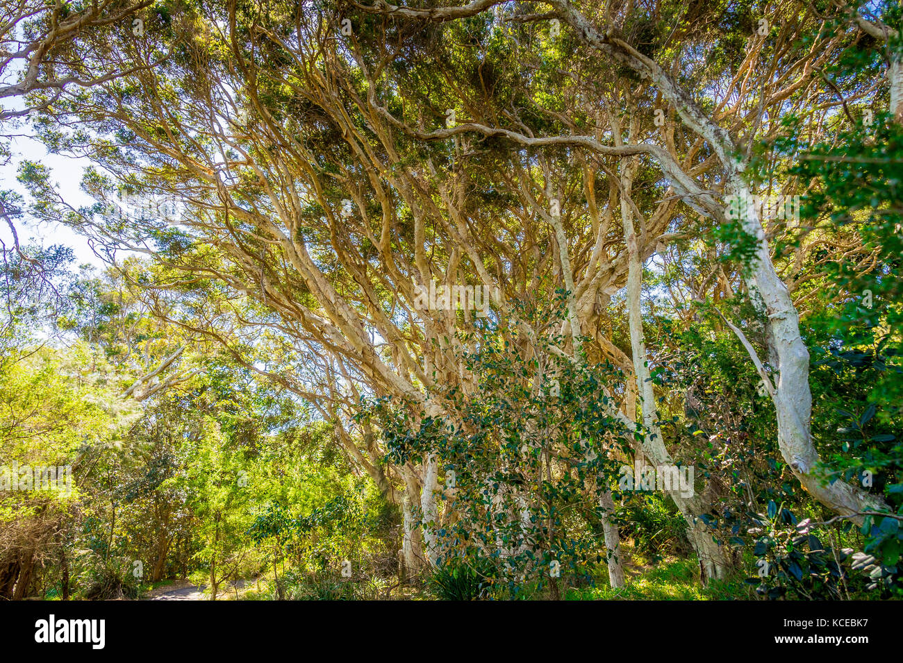 Sunlight filters through Paperbark trees in Sydney Harbour Stock Photo ...