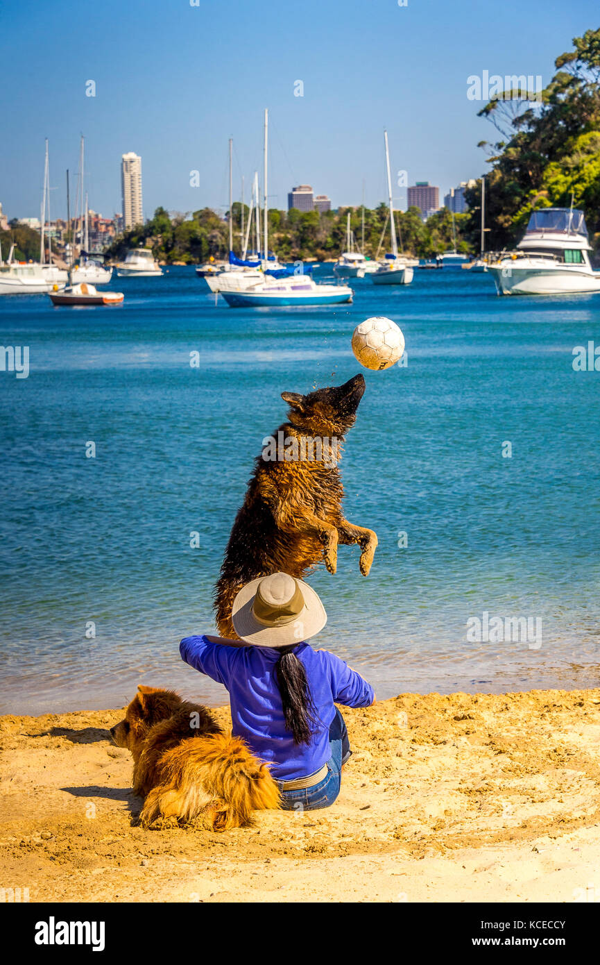 A German Shepherd dog leaps into the air to catch a ball Stock Photo ...