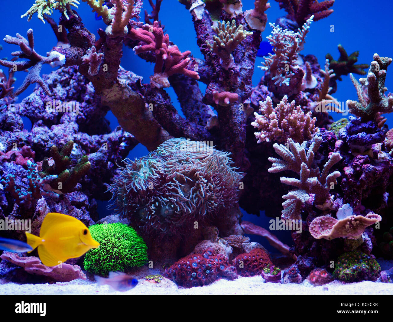 Reefbuilding hi-res stock photography and images - Alamy