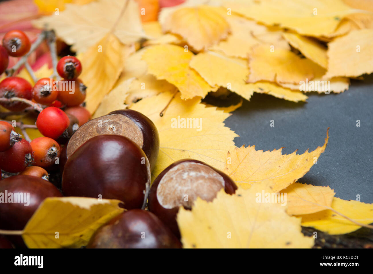Autumn nature objects arranged with blank copy space and seasonal ...