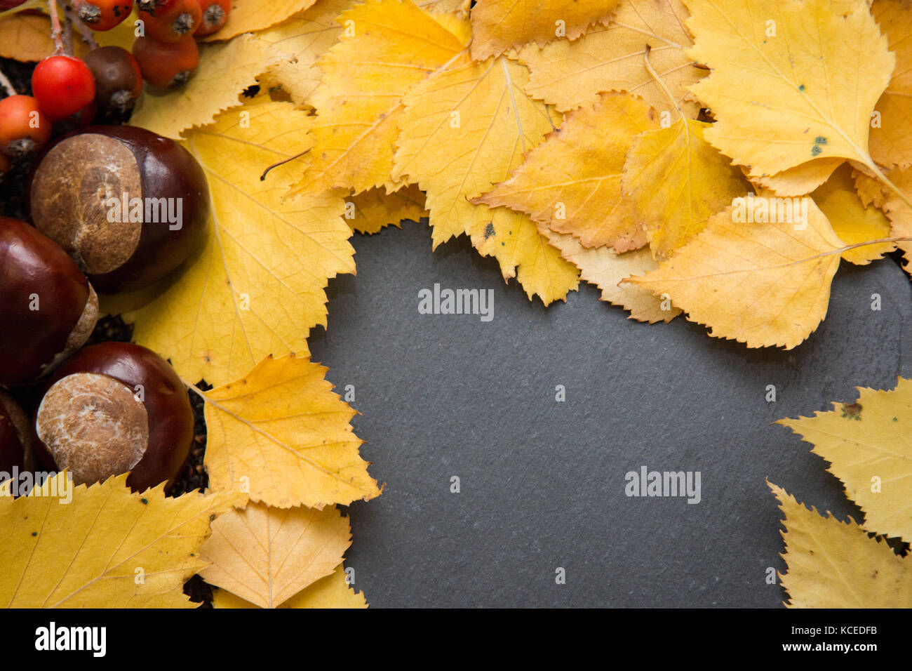 Autumn nature objects arranged with blank copy space and seasonal ...