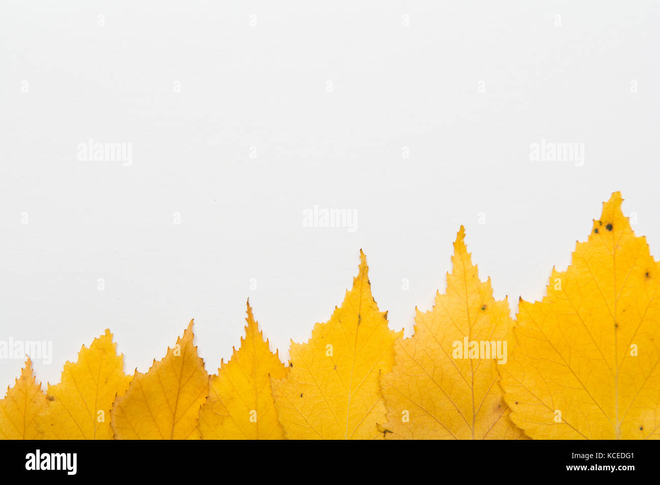 Yellow leaves on white paper background Stock Photo - Alamy