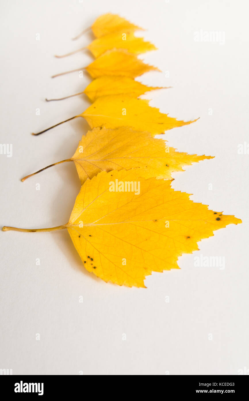 Yellow leaves on white paper background Stock Photo - Alamy