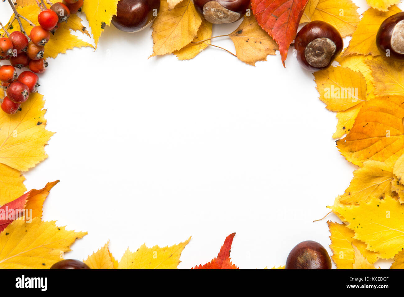 Autumn nature objects arranged with blank copy space and seasonal ...