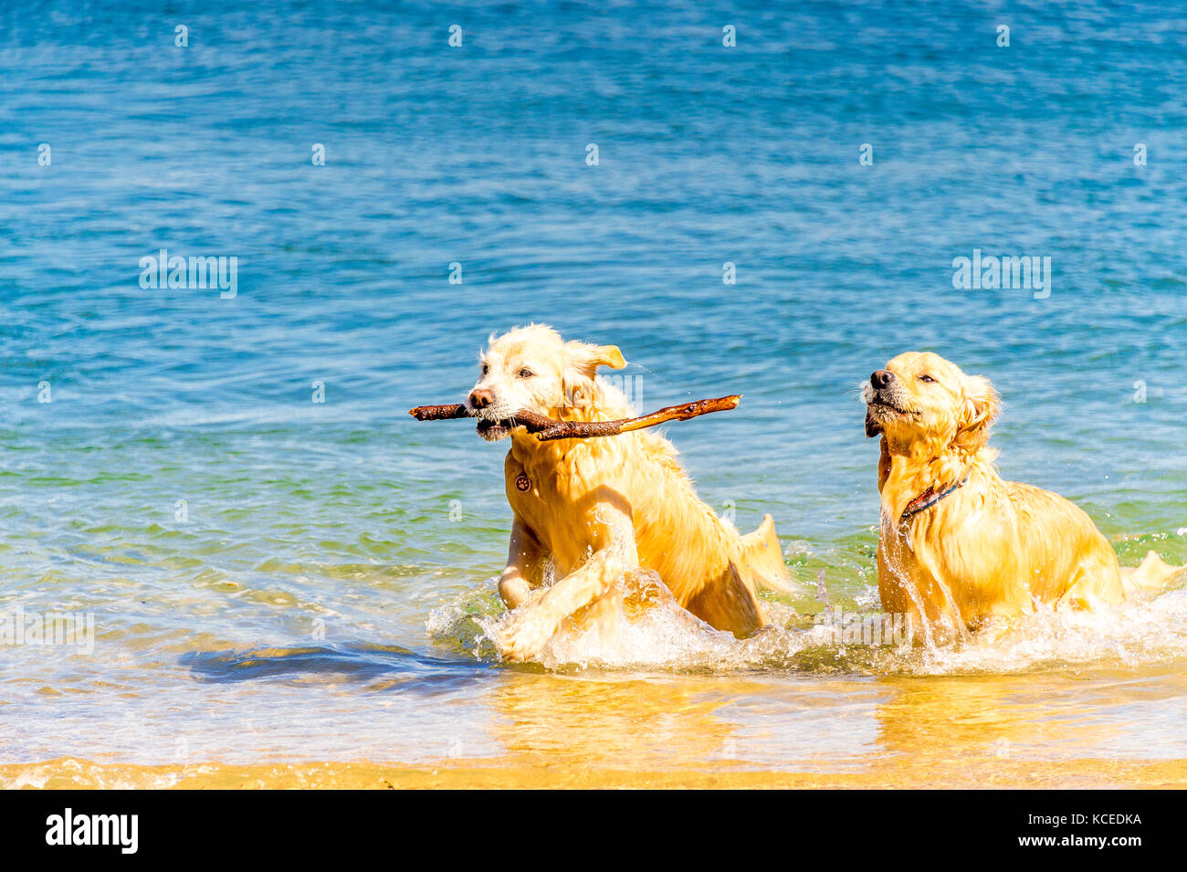 Play of the stick hi-res stock photography and images - Alamy