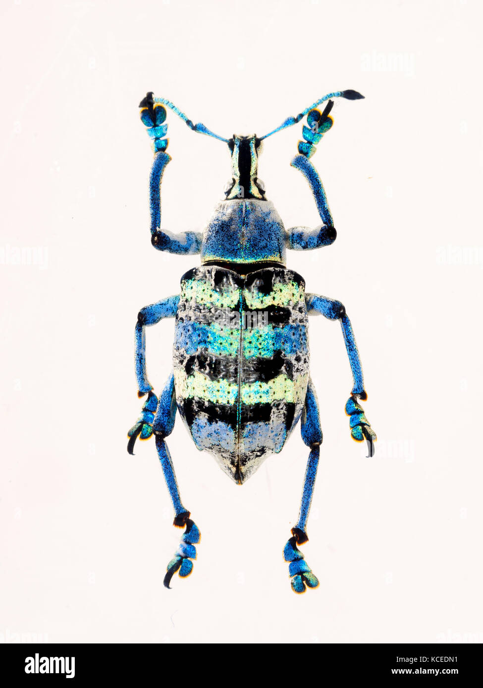 Blue Weevil in resin - New Guinea Stock Photo - Alamy