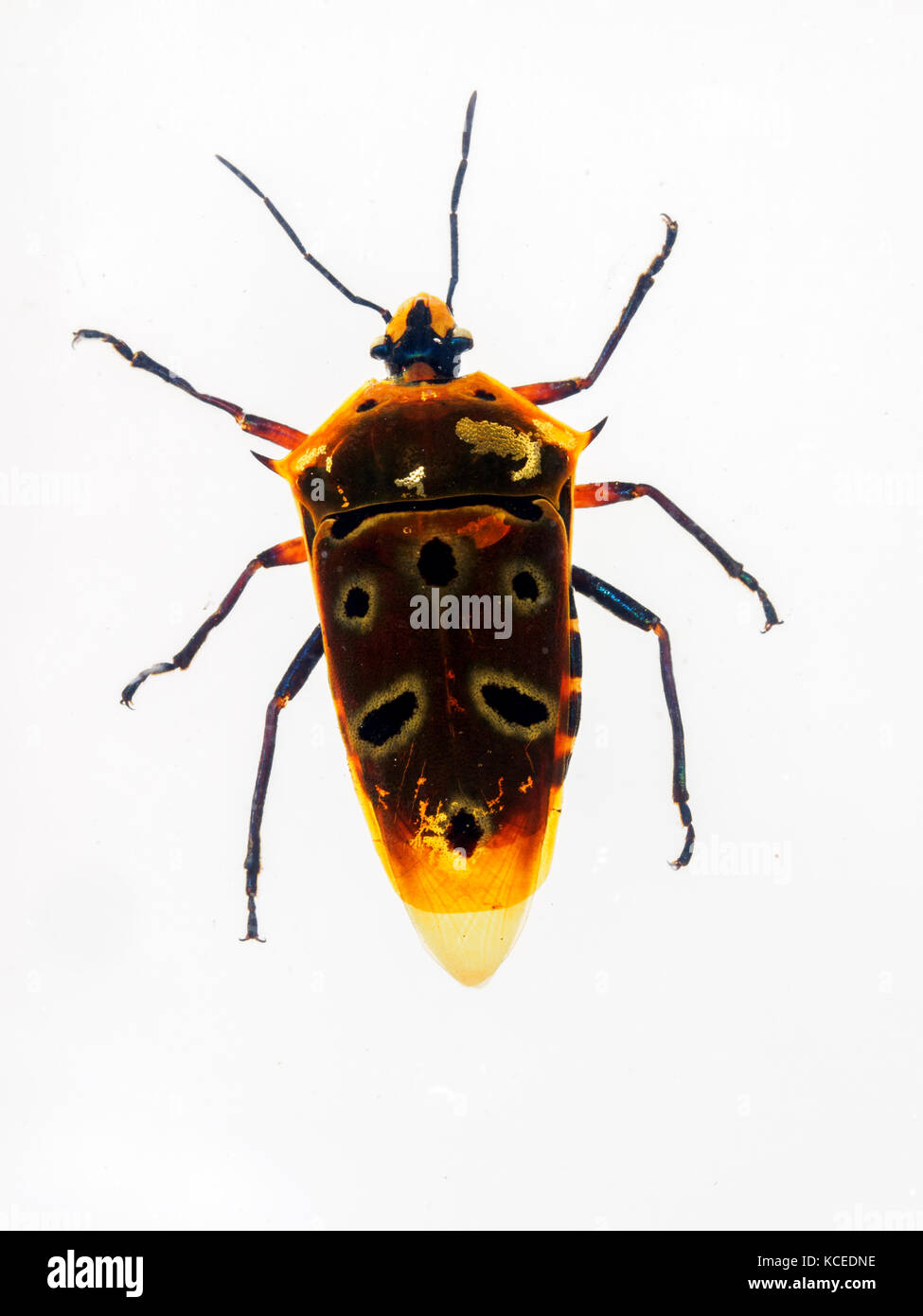 Cantao ocellatus hi-res stock photography and images - Alamy