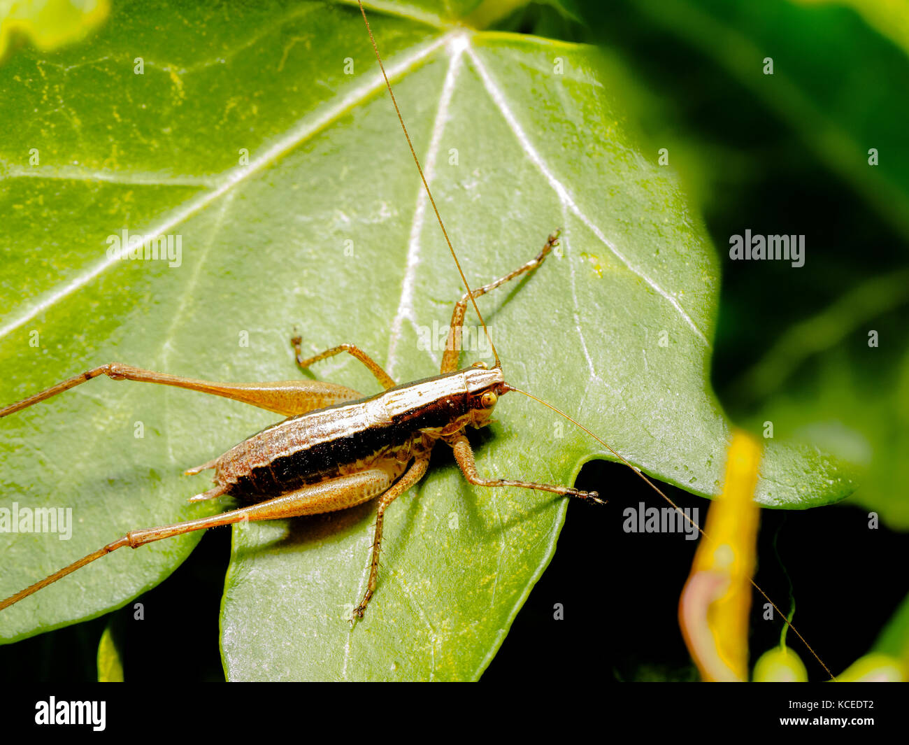 Cricket insect italy hi-res stock photography and images - Alamy