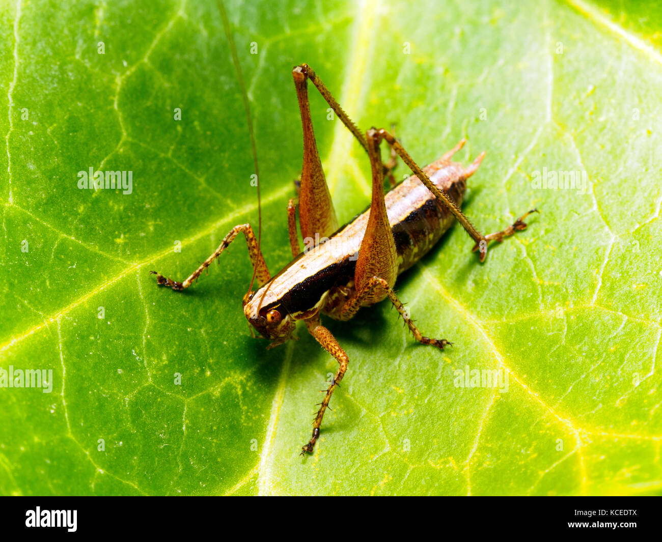 Cricket insect italy hi-res stock photography and images - Alamy