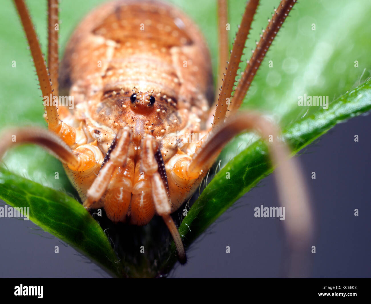 Spider italy hi-res stock photography and images - Alamy