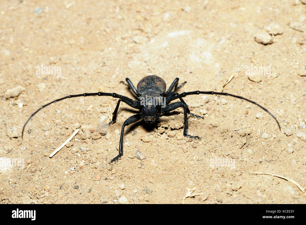 Morimus asper beetle - Italy Stock Photo - Alamy