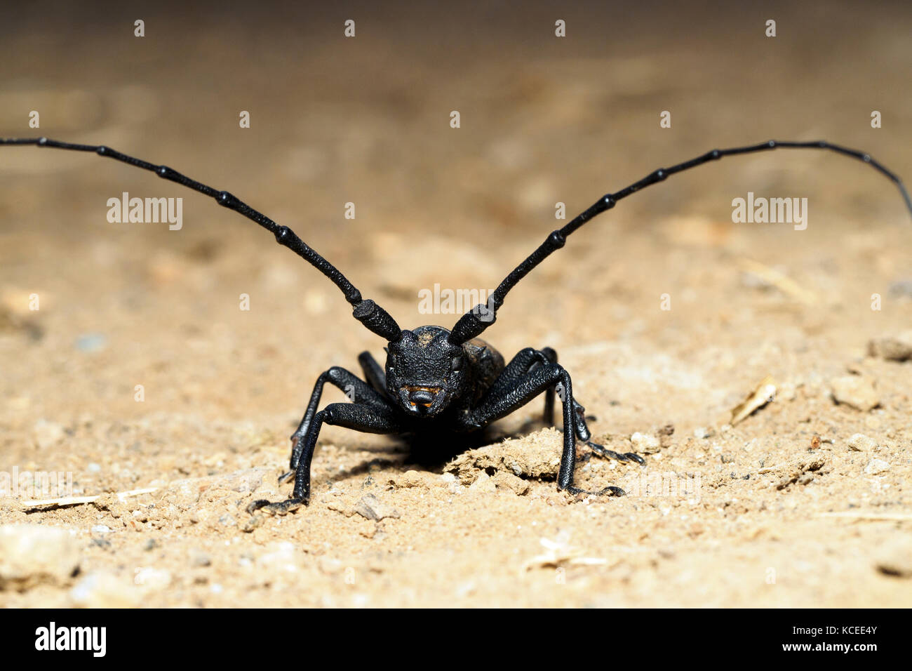 Morimus asper beetle - Italy Stock Photo - Alamy
