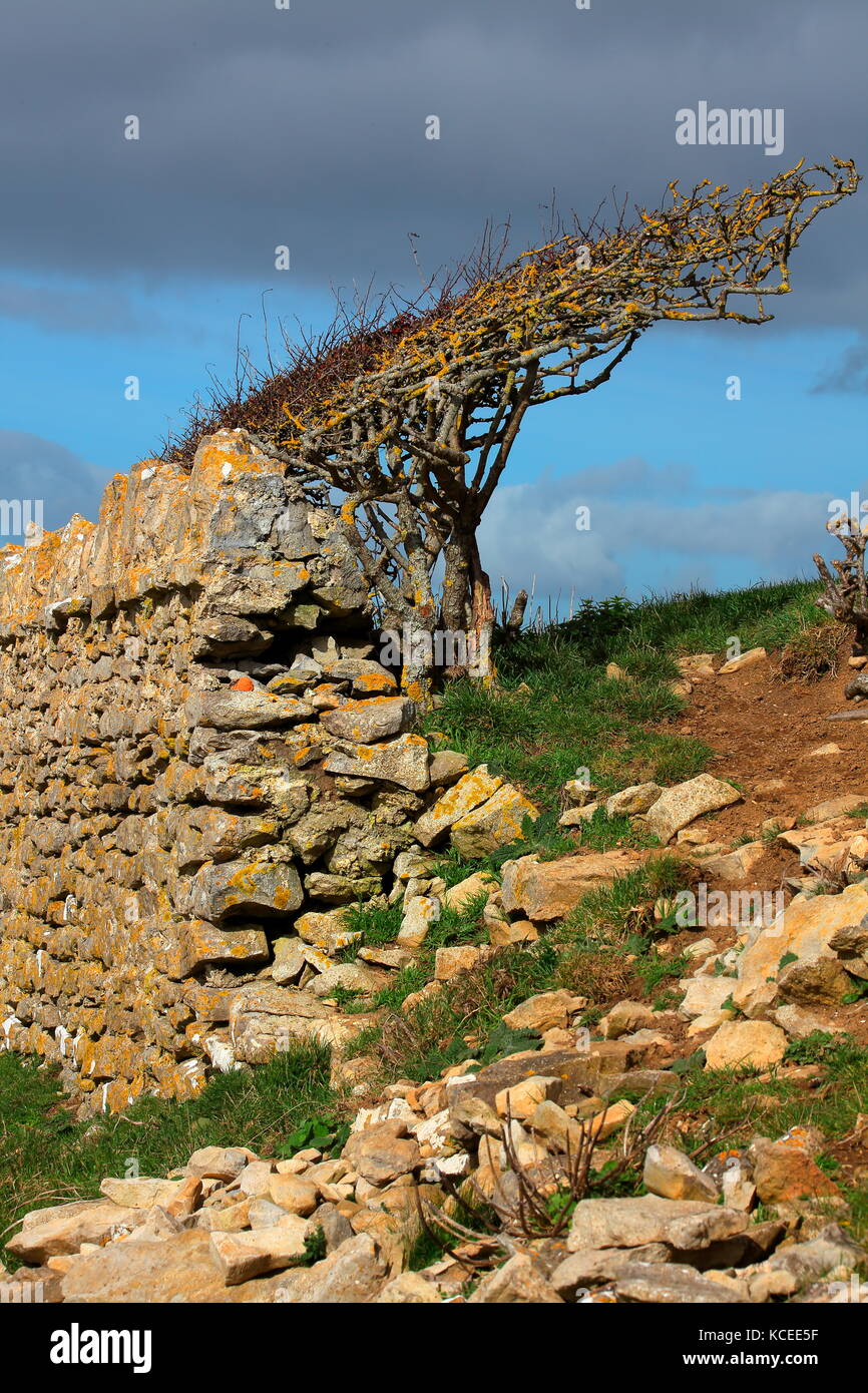 Windswept stunted bent tree hi-res stock photography and images - Alamy