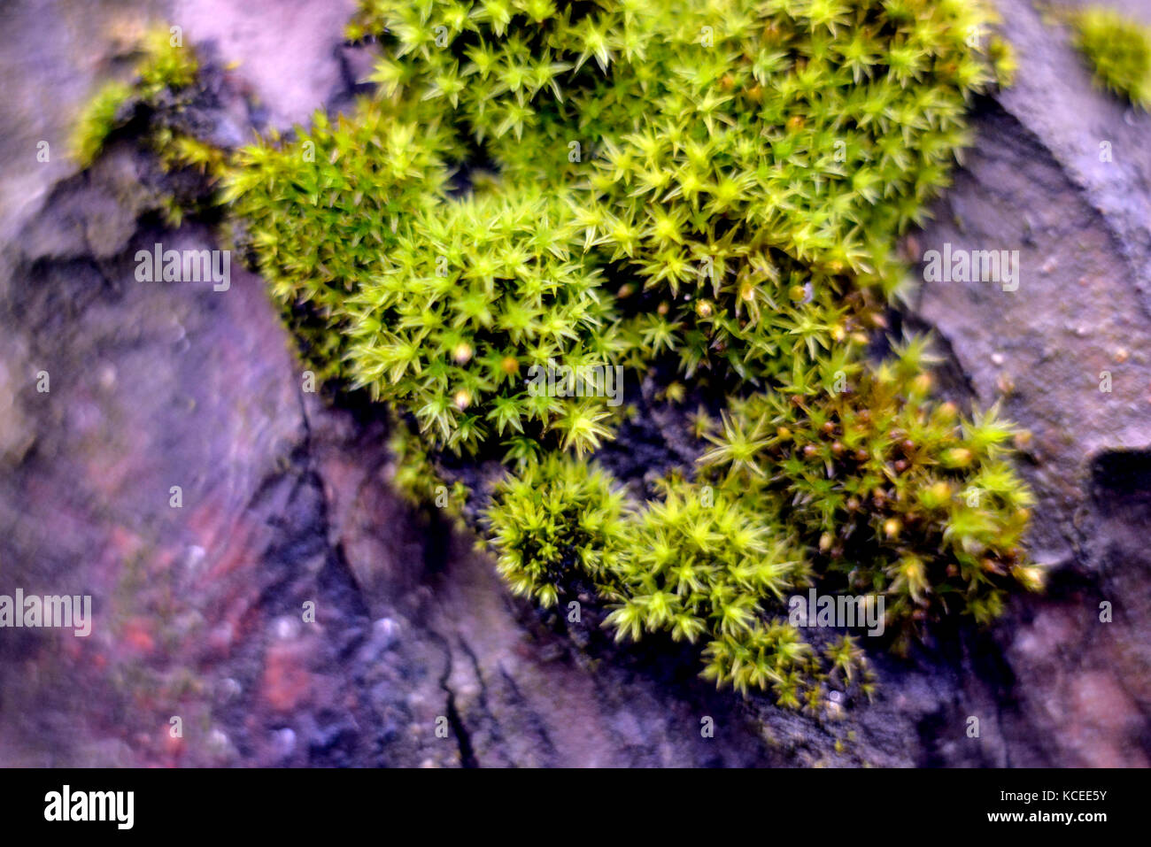 Macro picture of a moss Stock Photo - Alamy