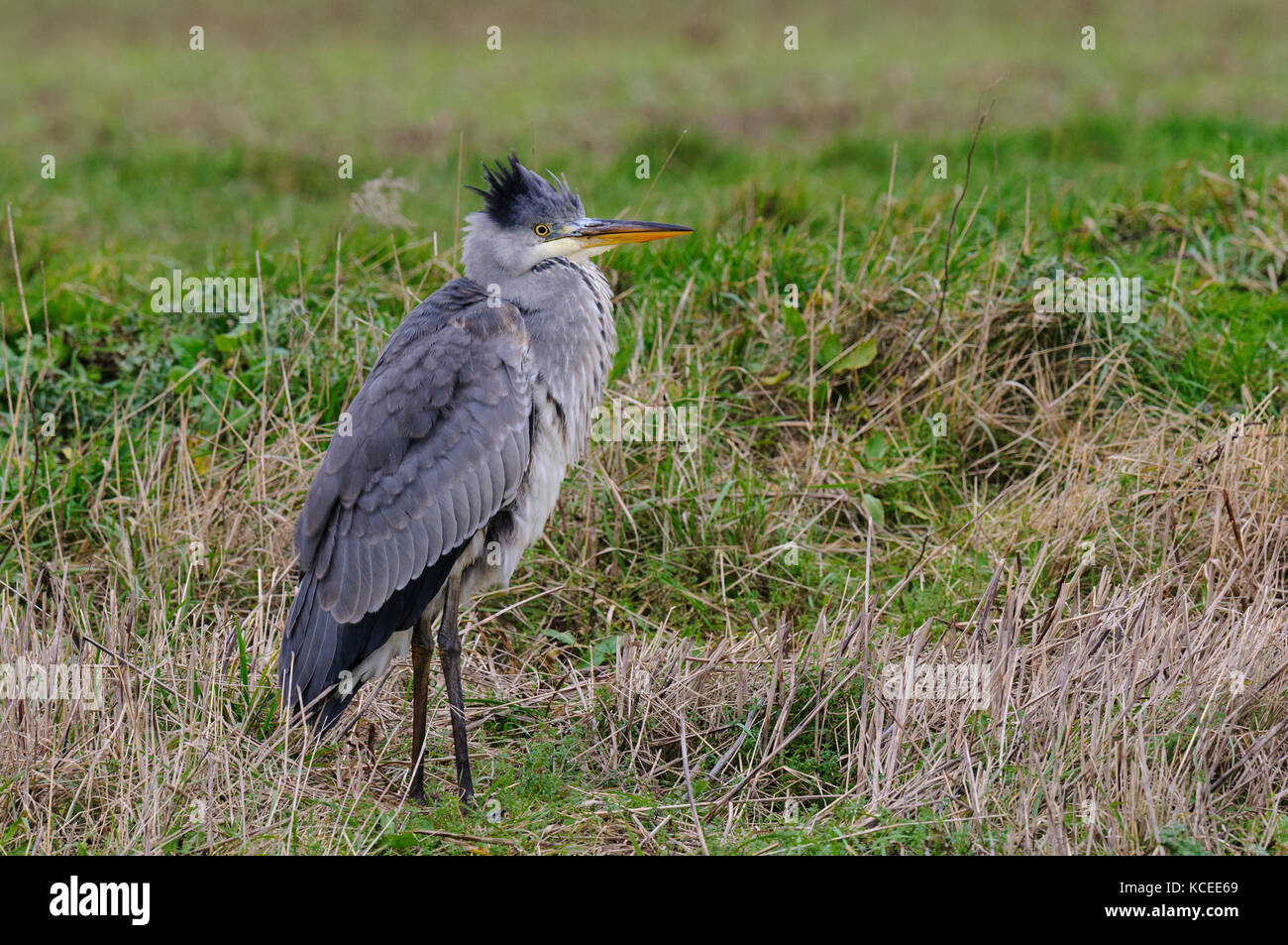A juvenile grey heron (Ardea cinerea) standing in rough vegetation on ...