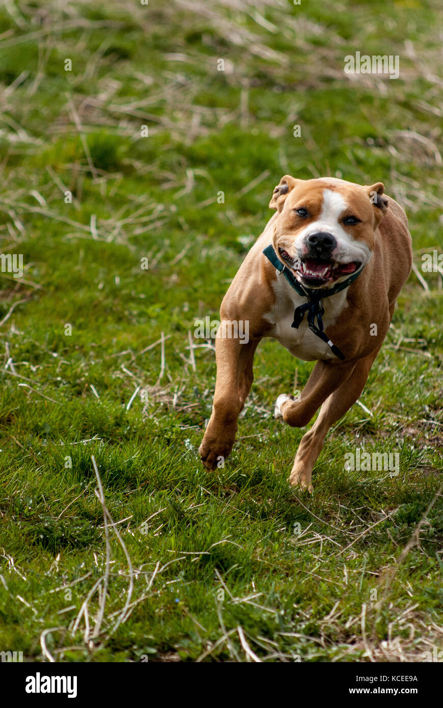 Running American Staffordshire terrier on a grass Stock Photo - Alamy