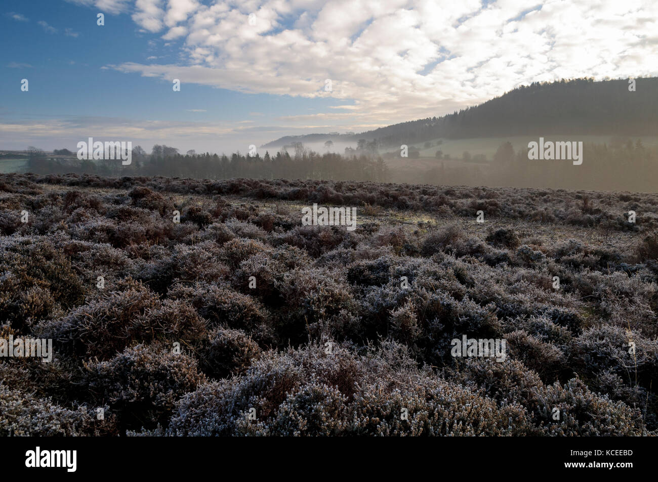 Heather on the north yorkshire moors hi-res stock photography and ...