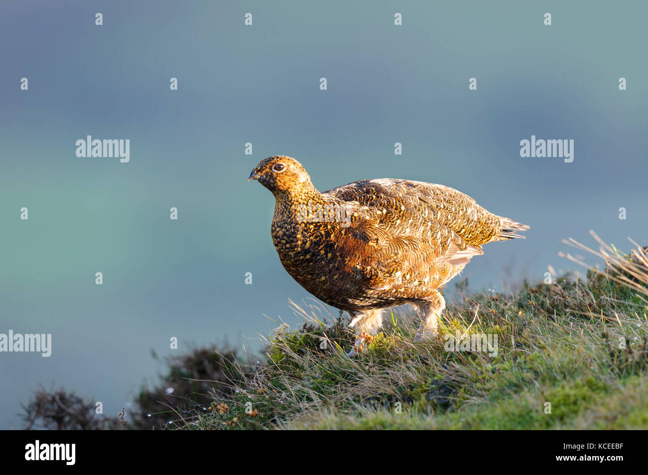 An adult male red grouse( Lagopus lagopus scotica) in winter, non ...