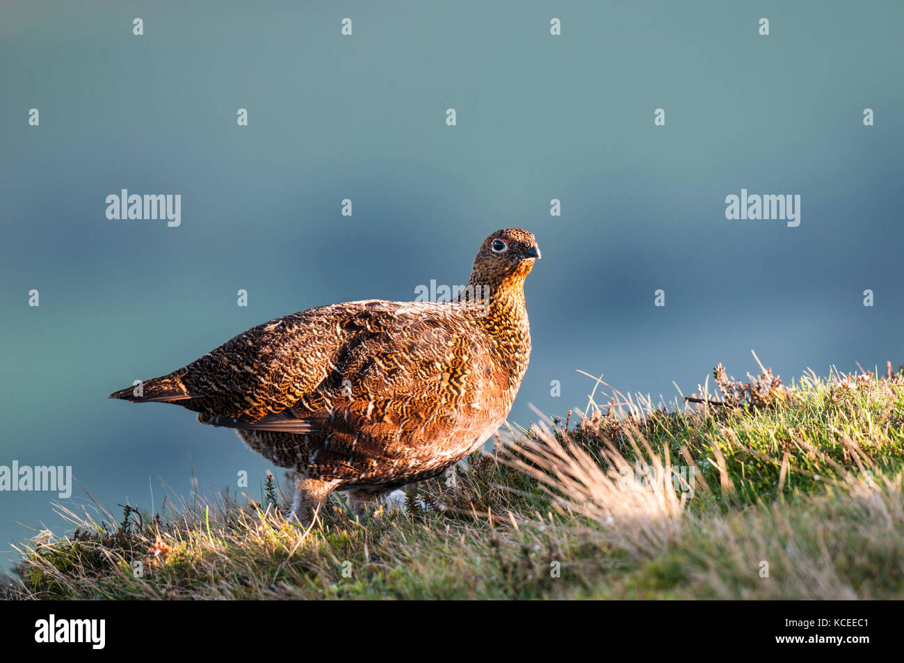 An adult male red grouse( Lagopus lagopus scotica) in winter, non ...