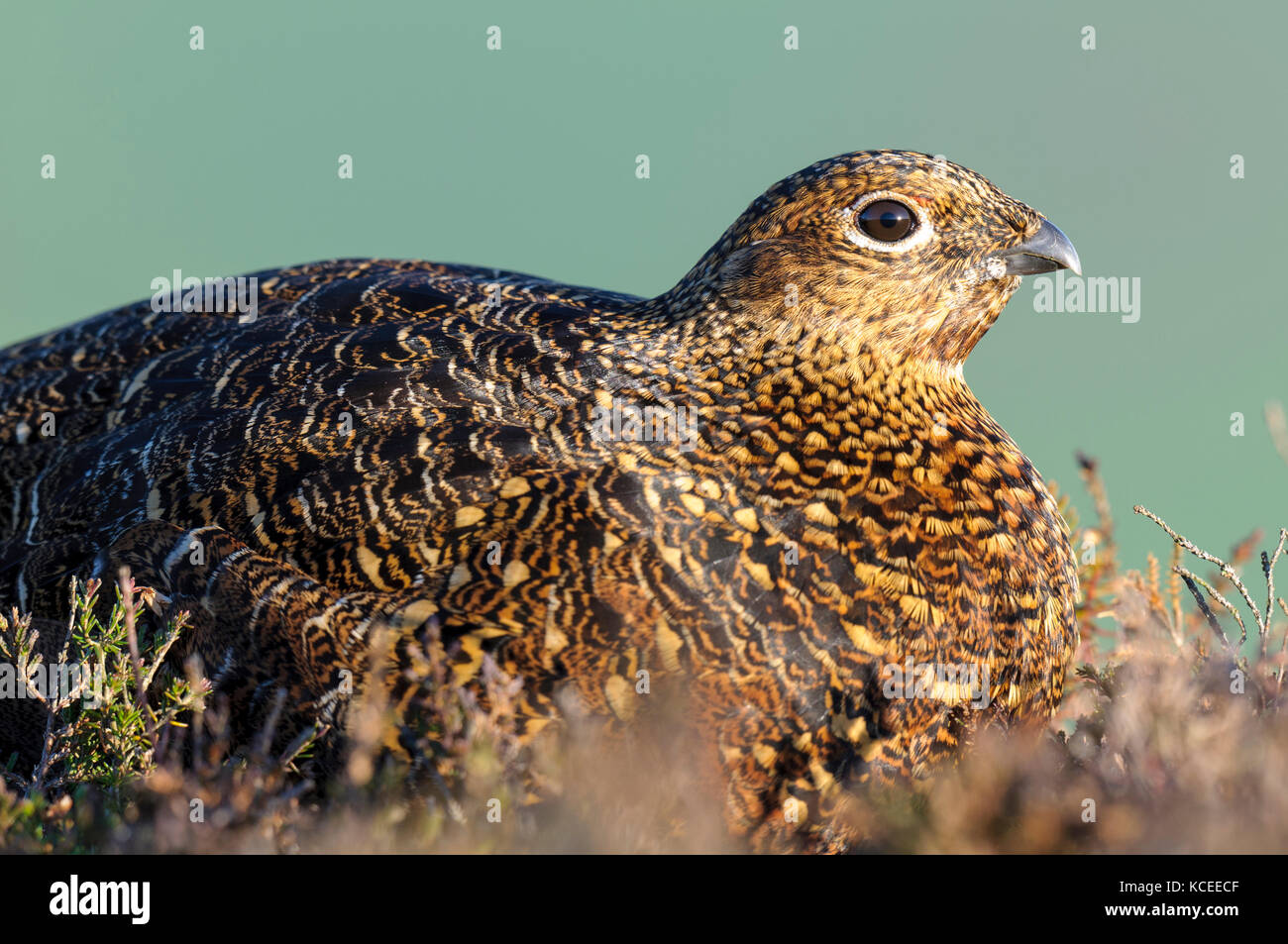 Adult male has a red head hi-res stock photography and images - Alamy