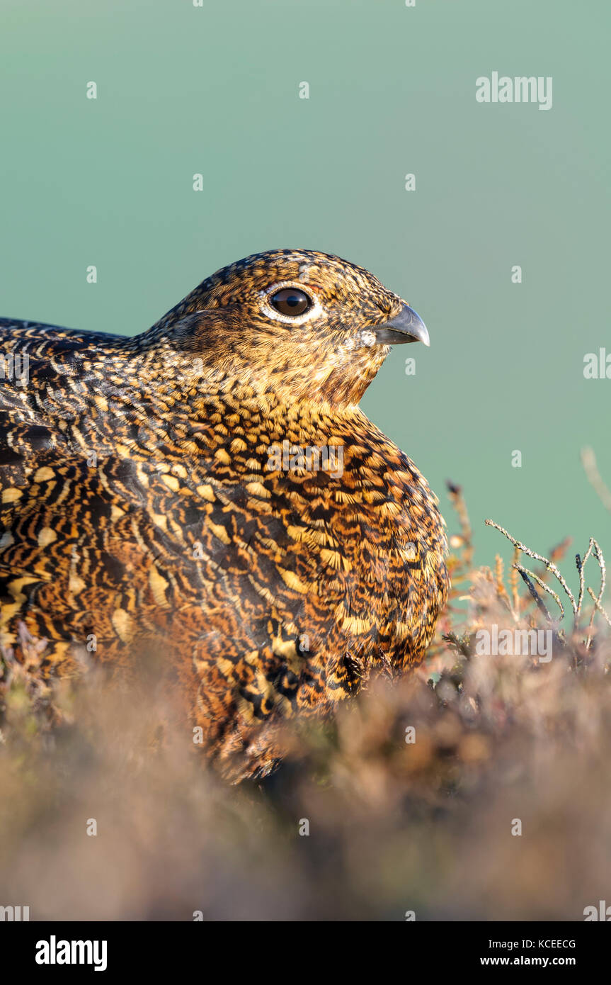 Adult male has a red head hi-res stock photography and images - Alamy