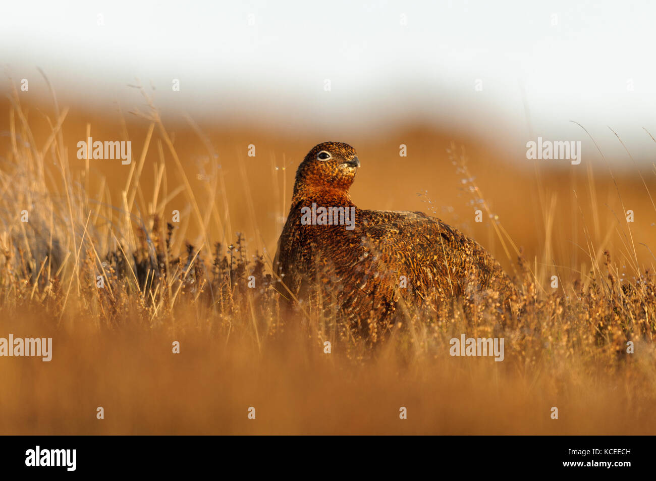 An adult female red grouse (Lagopus lagopus scotica) sitting on heather ...
