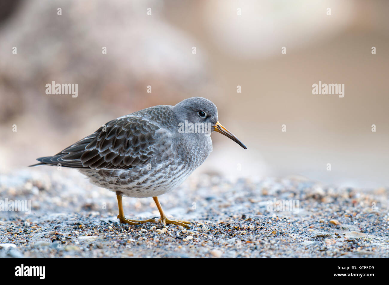An adult purple sandpiper (Calidris maritima) in winter plumage ...