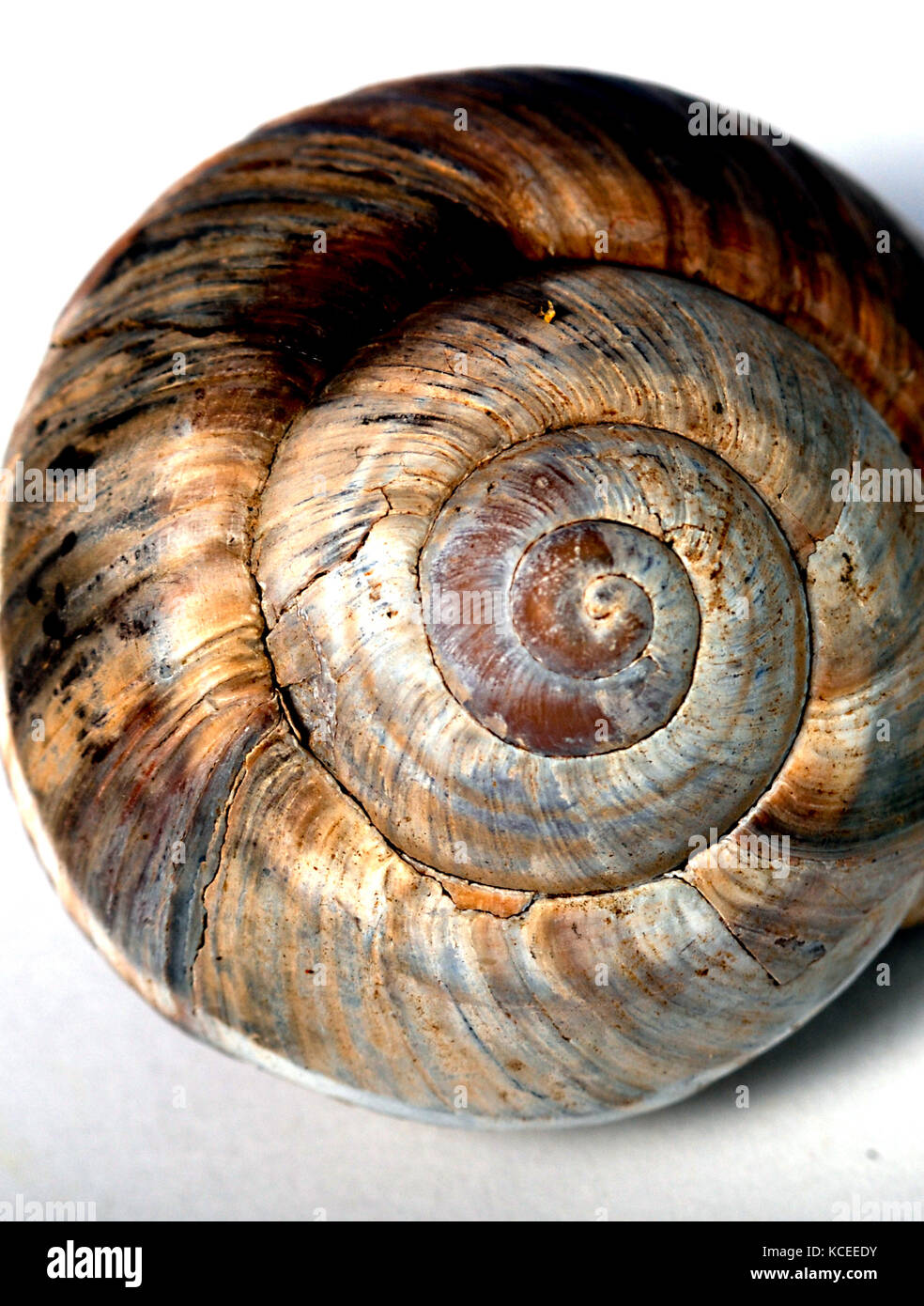 Snail shell, picture of a Stock Photo - Alamy